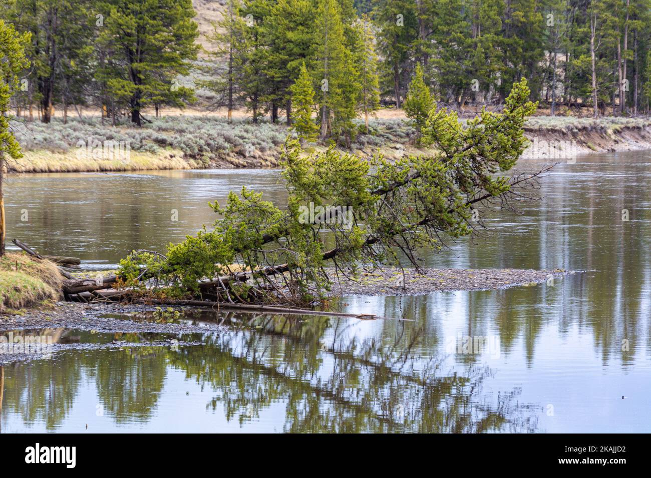 A River pines with green trees around the river Stock Photo - Alamy