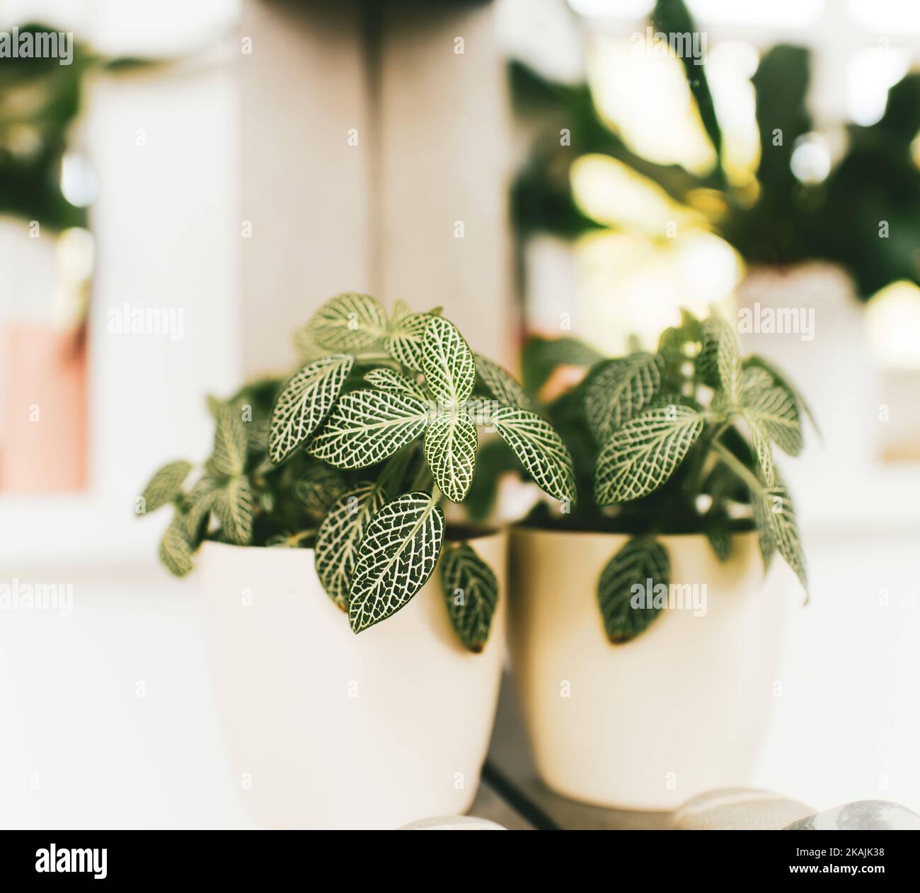 Close-up shot of beautiful flower reflecting in bathroom shelf mirror ...