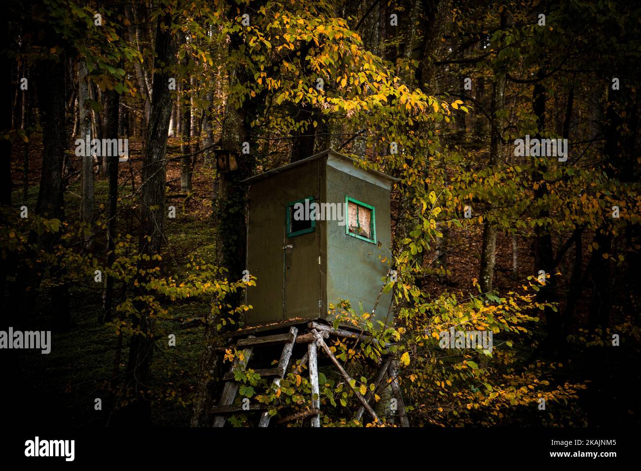 A small treehouse in a forest during autumn Stock Photo - Alamy