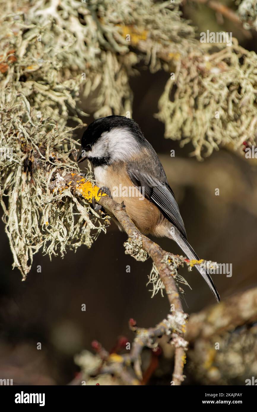 A vertical closeup shot of a black-capped chickadee bird perched on a ...