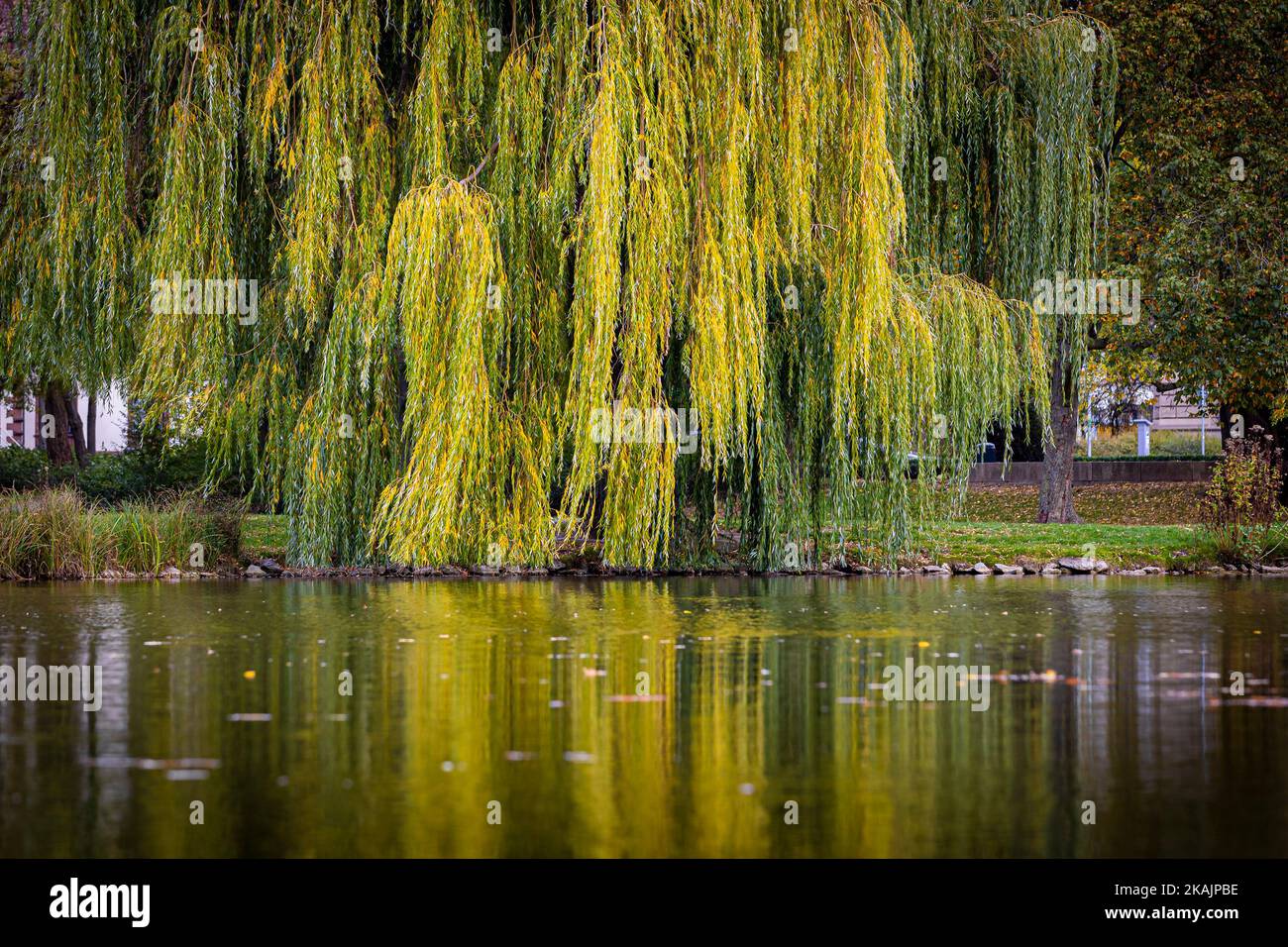 Hanover, Germany. 03rd Nov, 2022. A weeping willow is reflected in the ...