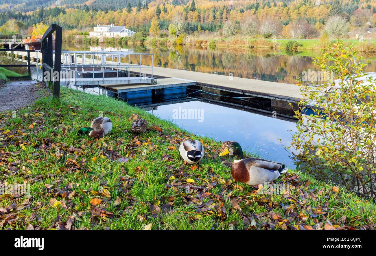 Ducks Feeding on the Caledonian Canal Bank, Fort Augustus, Scottish ...
