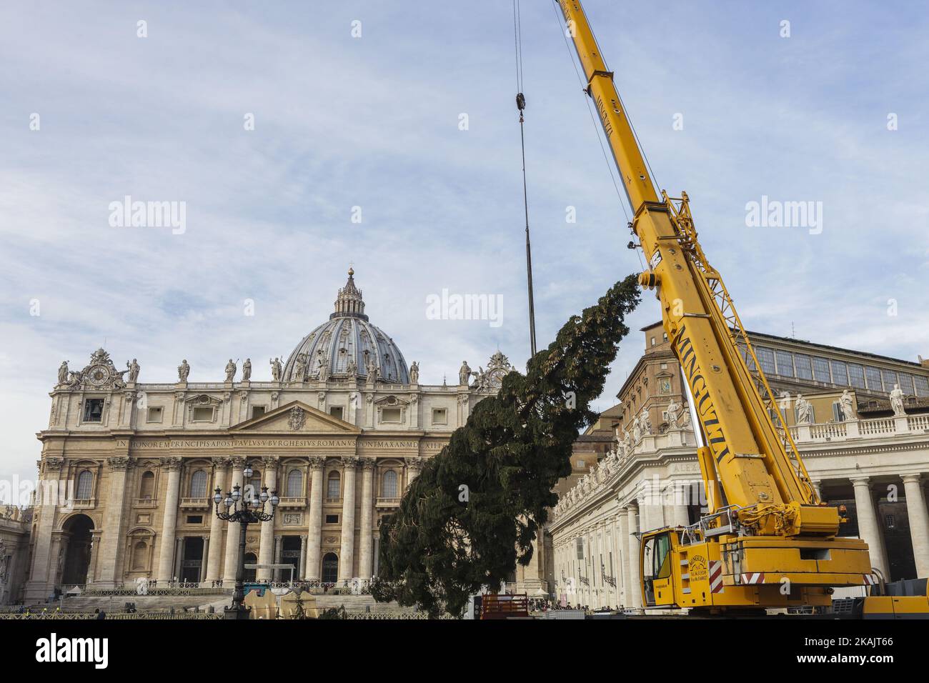 The Vatican Christmas tree, arriving from Trentino region, is lifted up ...
