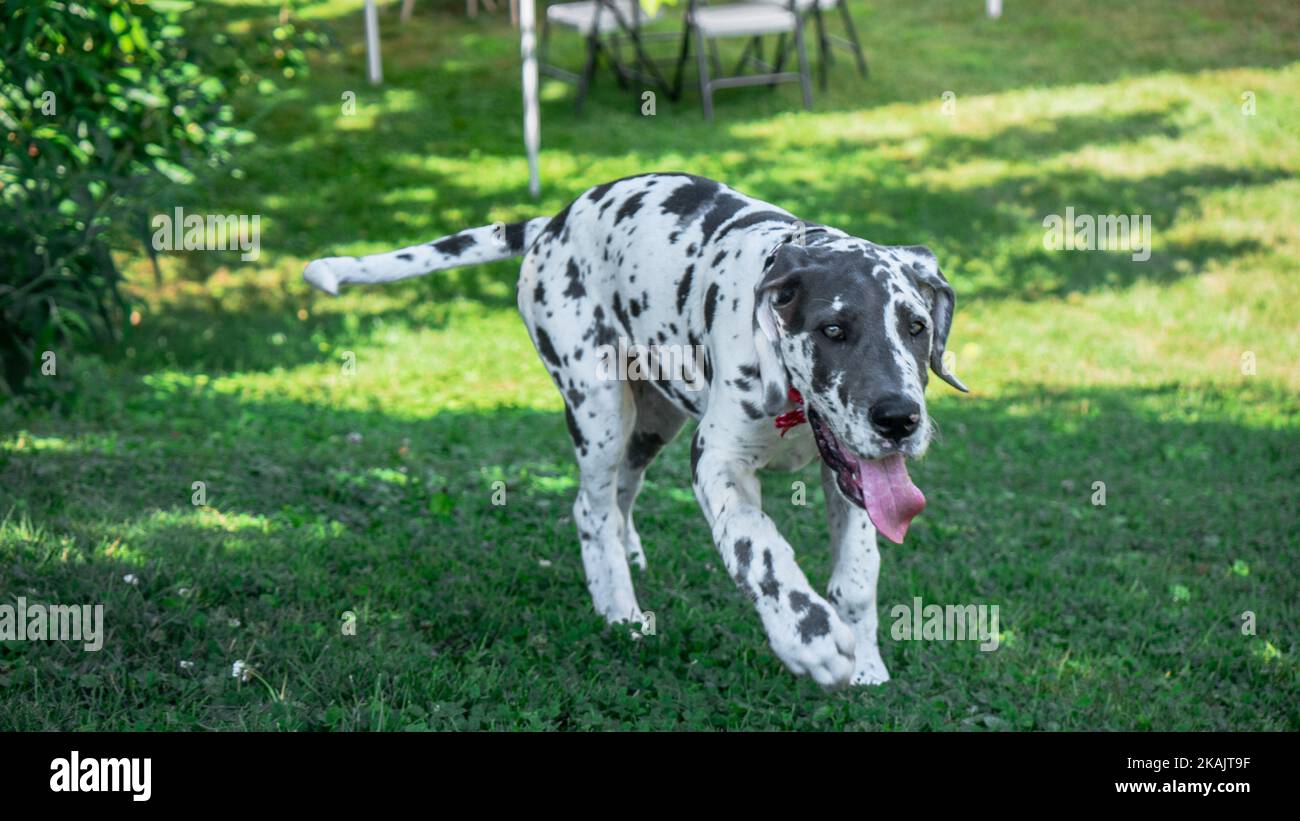 A spotted Great Dane puppy (Canis lupus familiaris) running in a park ...