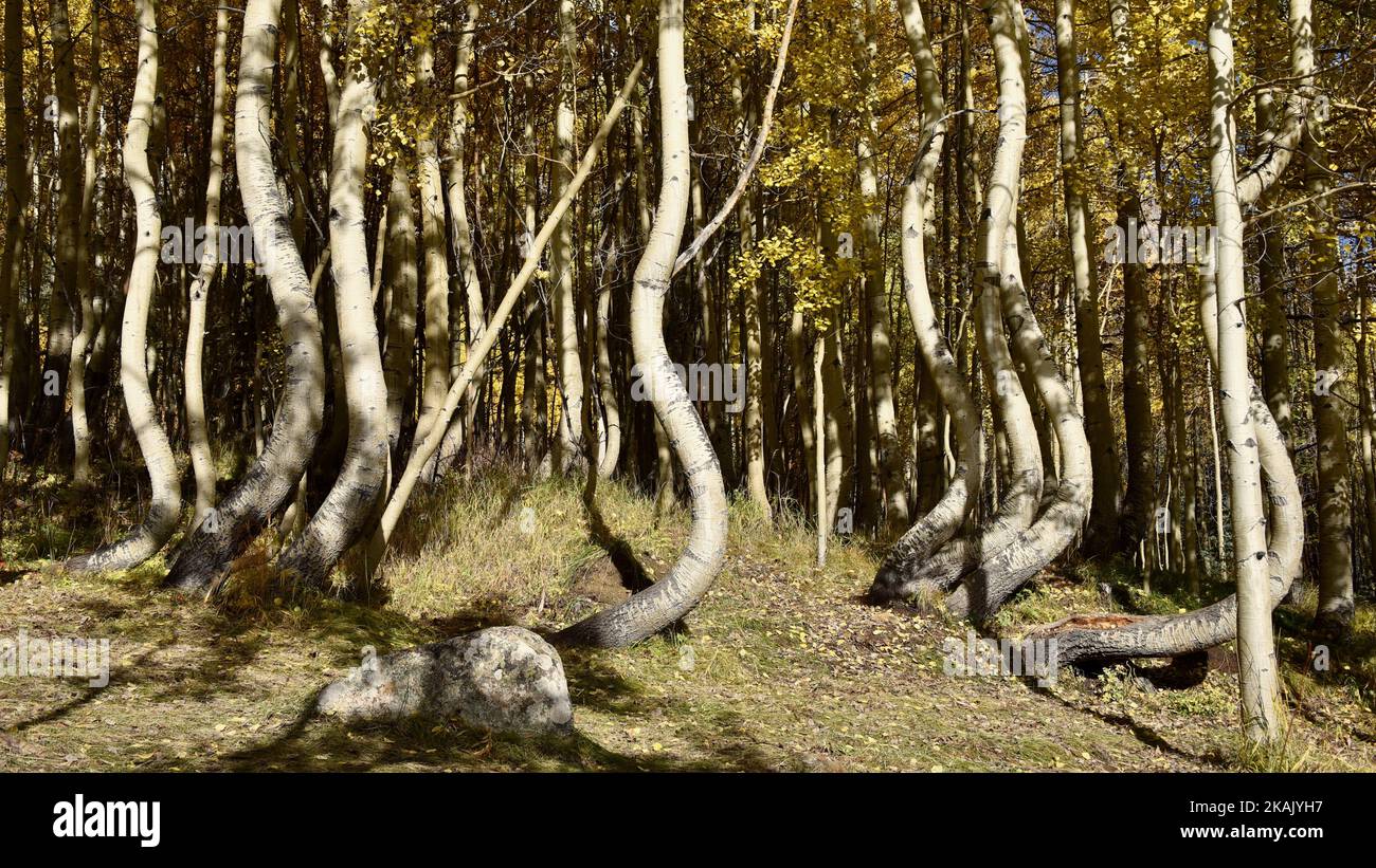 Curved aspen trunks hi-res stock photography and images - Alamy