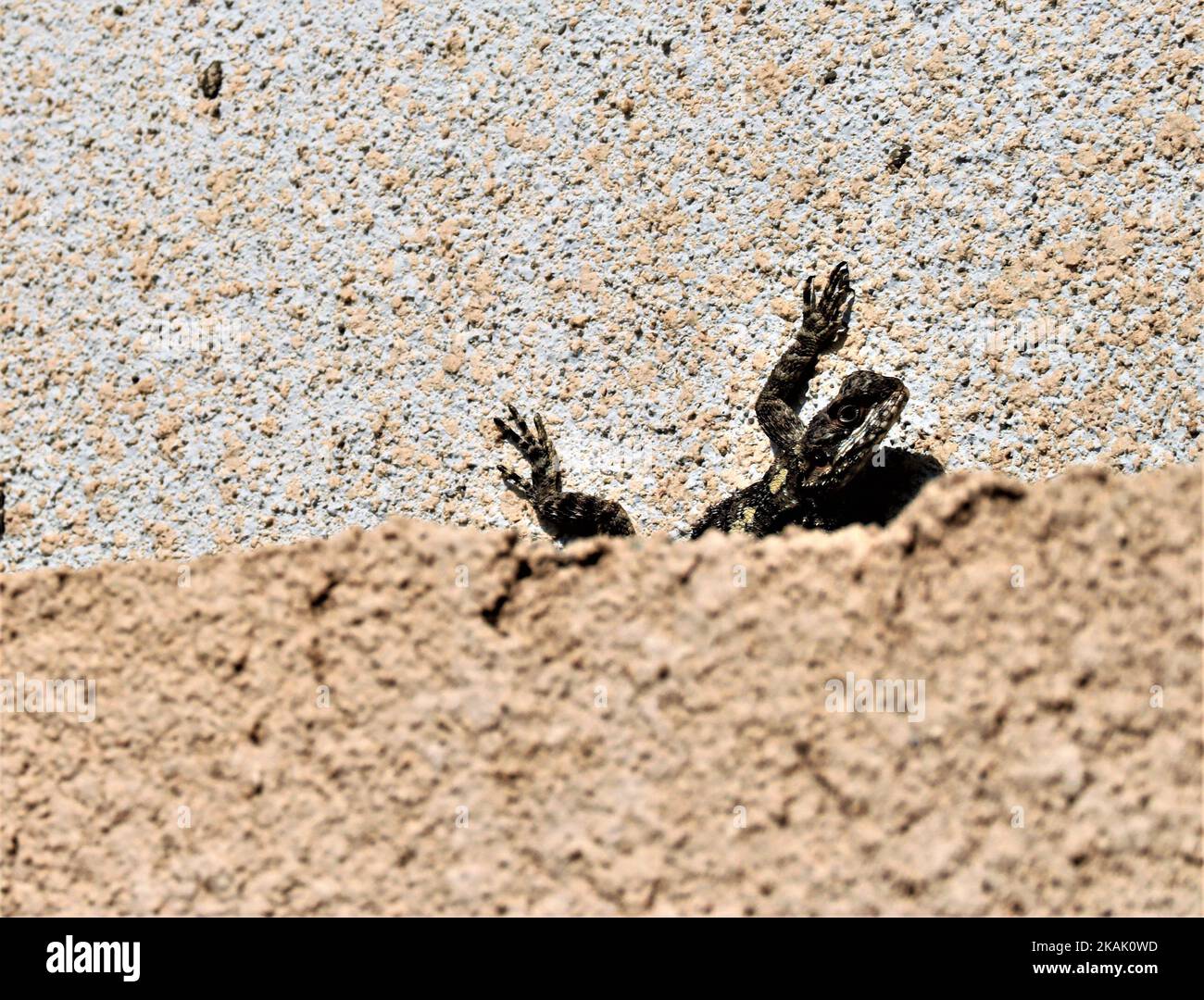 A lizard trying to hide its body in a niche of a concrete wall Stock ...