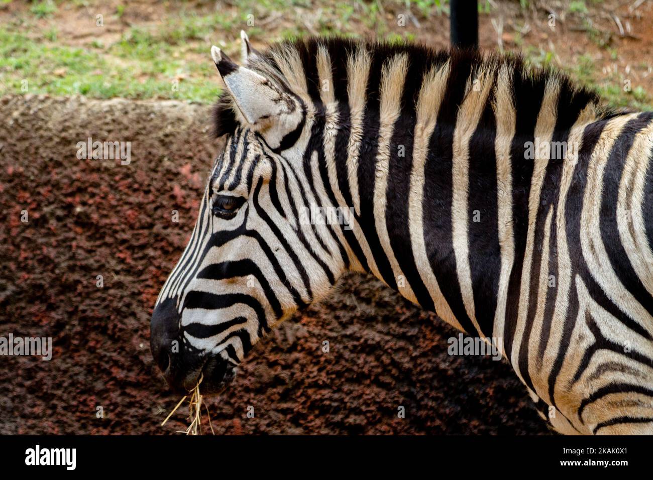 A portrait of a zebra eating hay in a zoo Stock Photo - Alamy