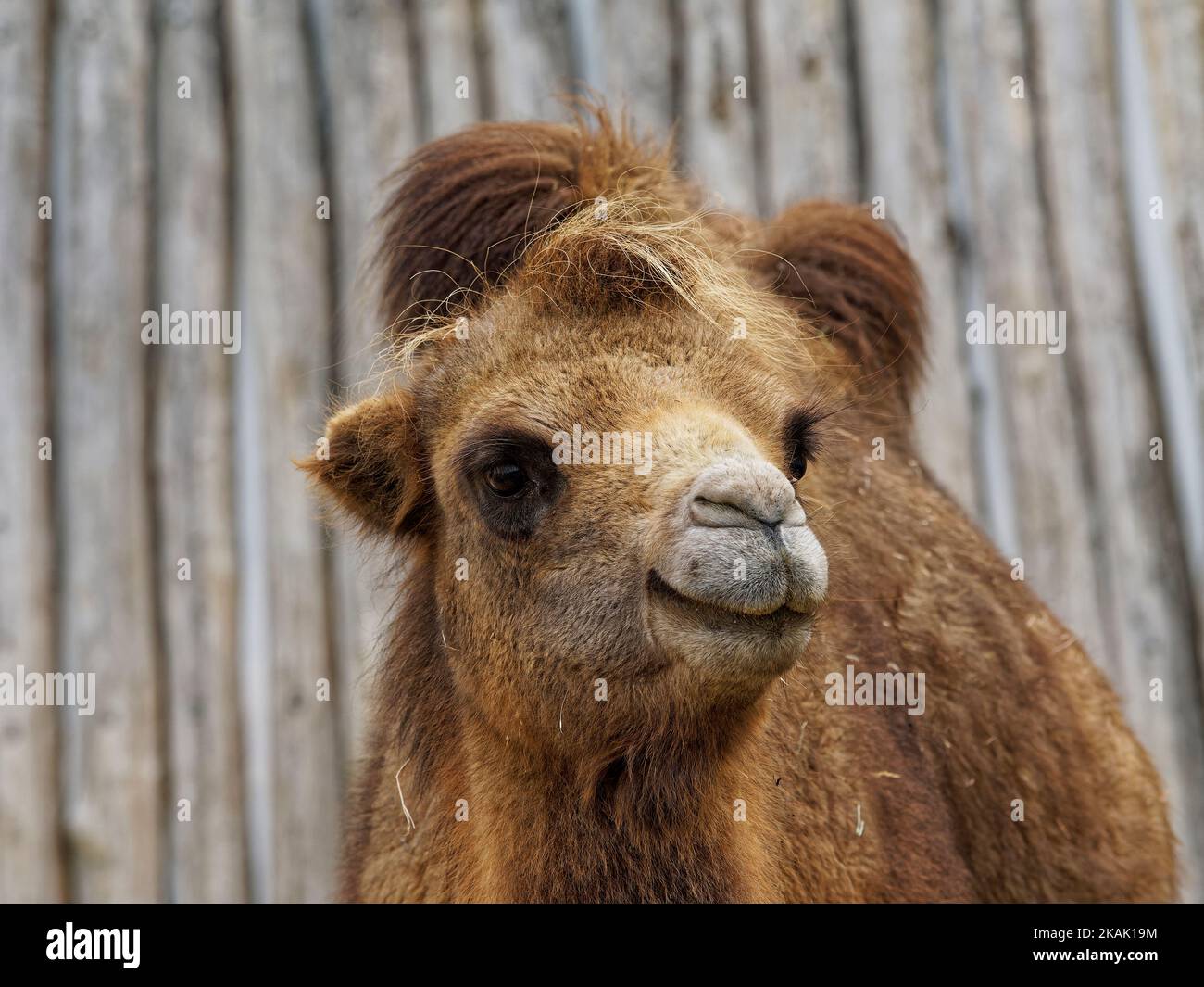 Camel cool hi-res stock photography and images - Alamy