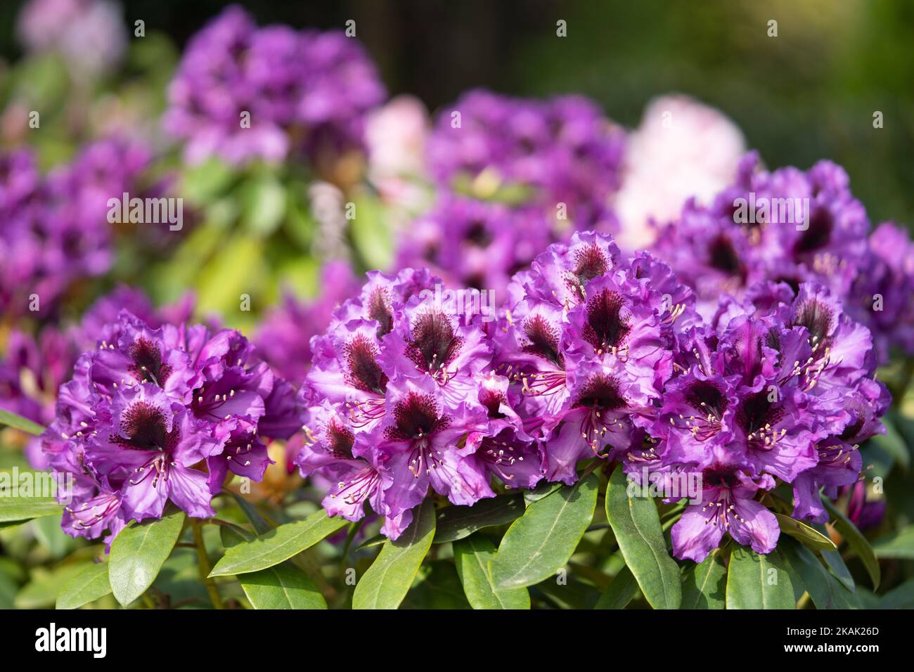 Rhododendron Hybrid (Rhododendron hybrid), close up of the flower head ...