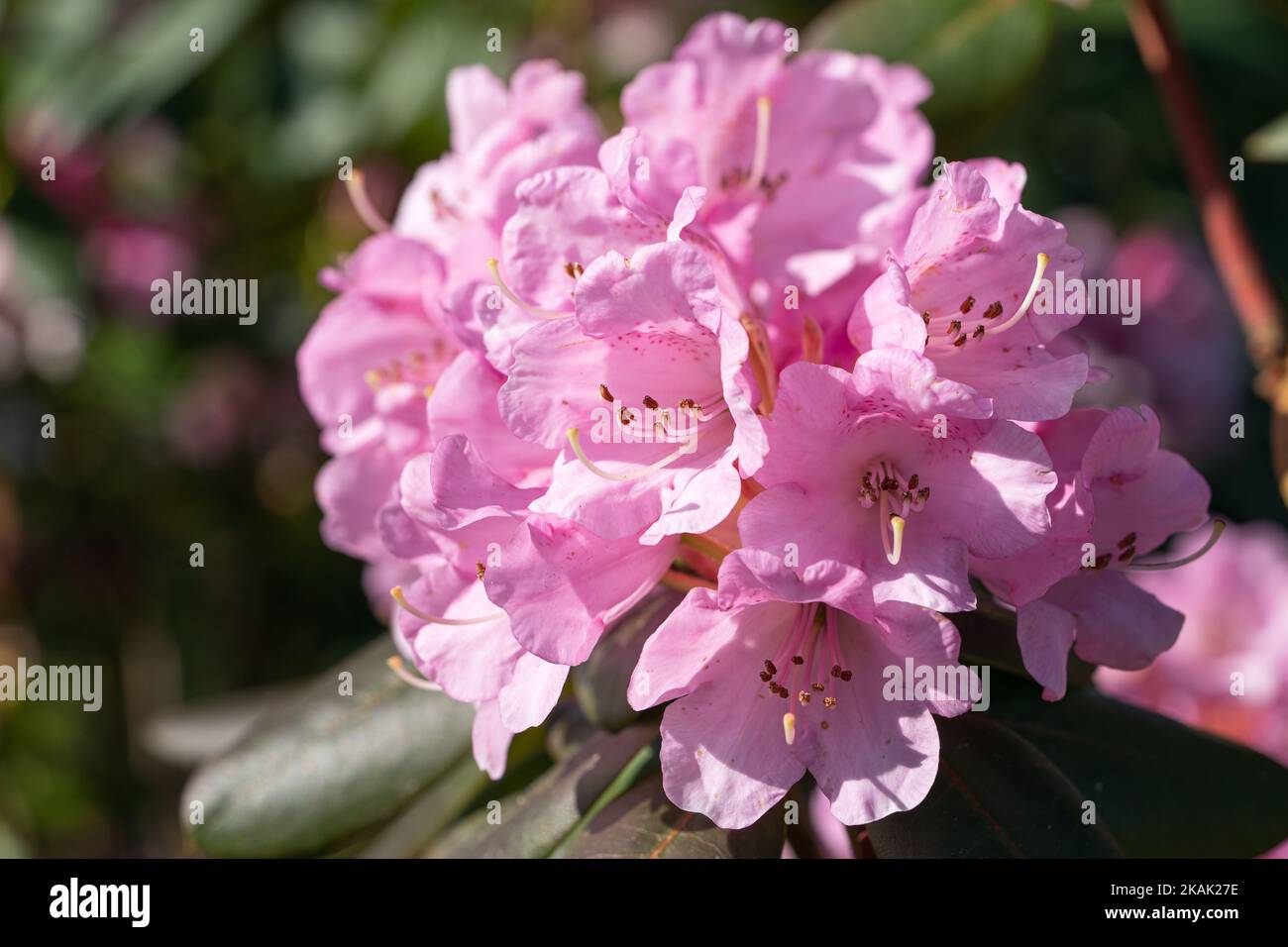 Rhododendron Hybrid (Rhododendron hybrid), close up of the flower head ...