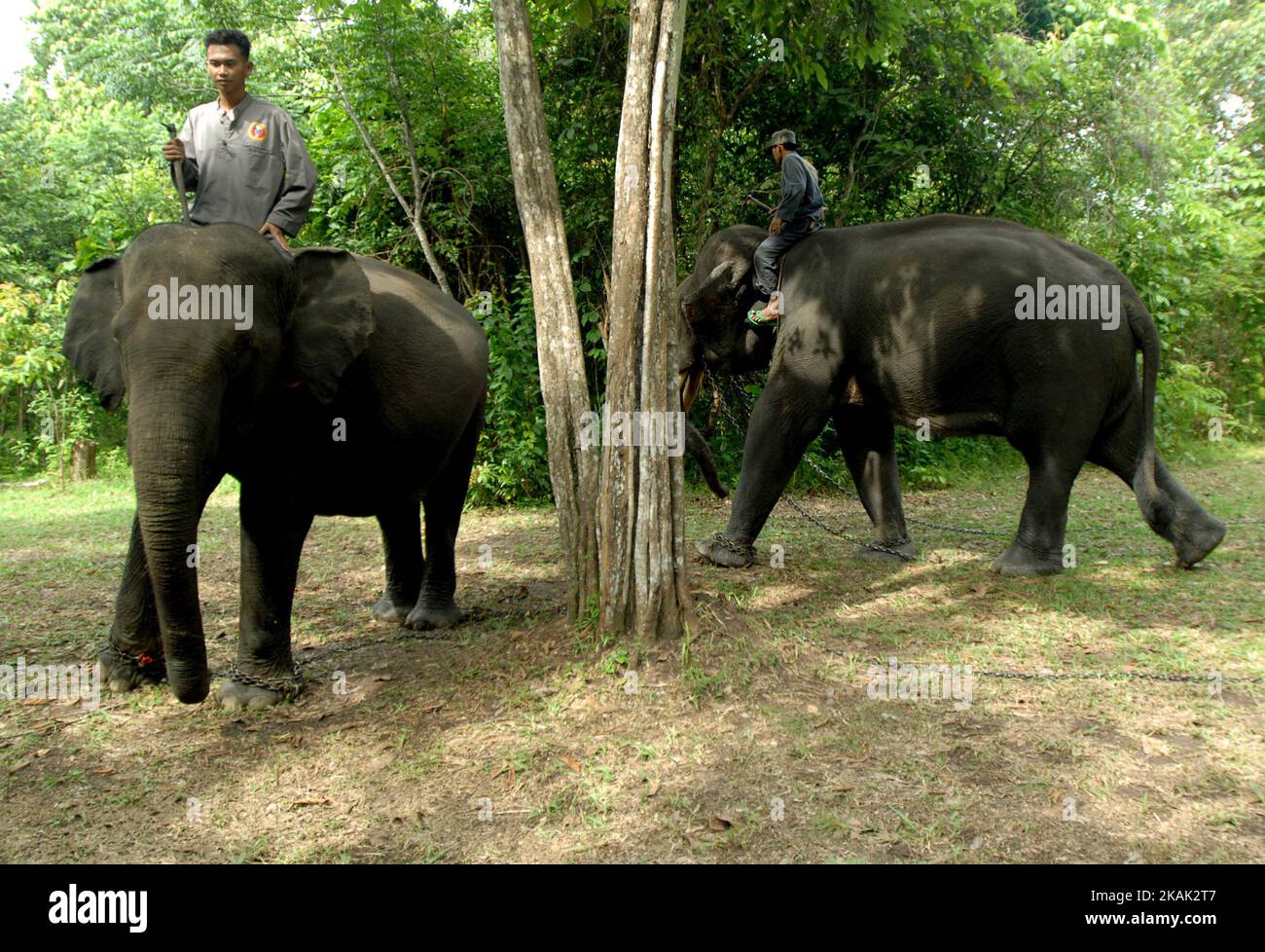 Way kambas hi-res stock photography and images - Alamy