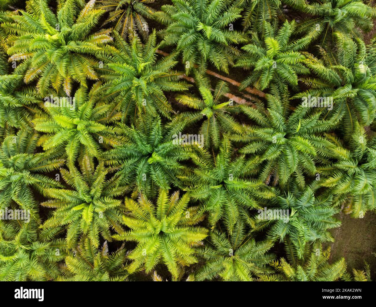 A top view of green palm treetops on a sunny beach Stock Photo - Alamy