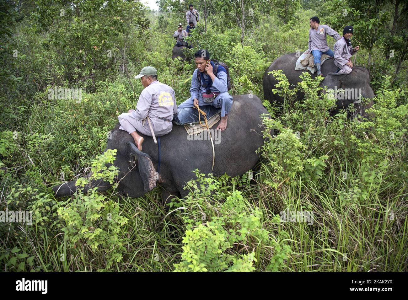 Wildlife without borders hi-res stock photography and images - Alamy