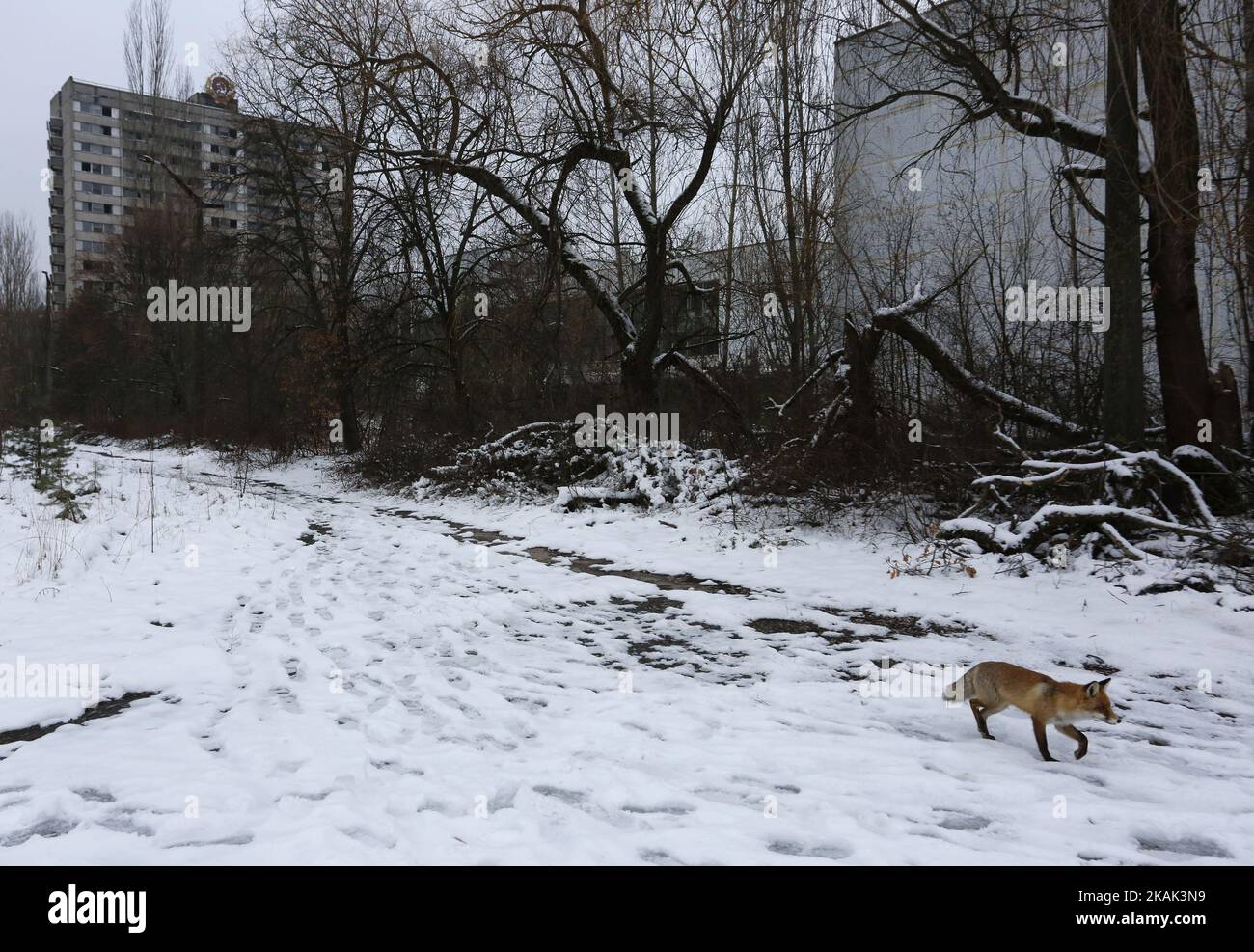 Fox at chernobyl hi-res stock photography and images - Alamy