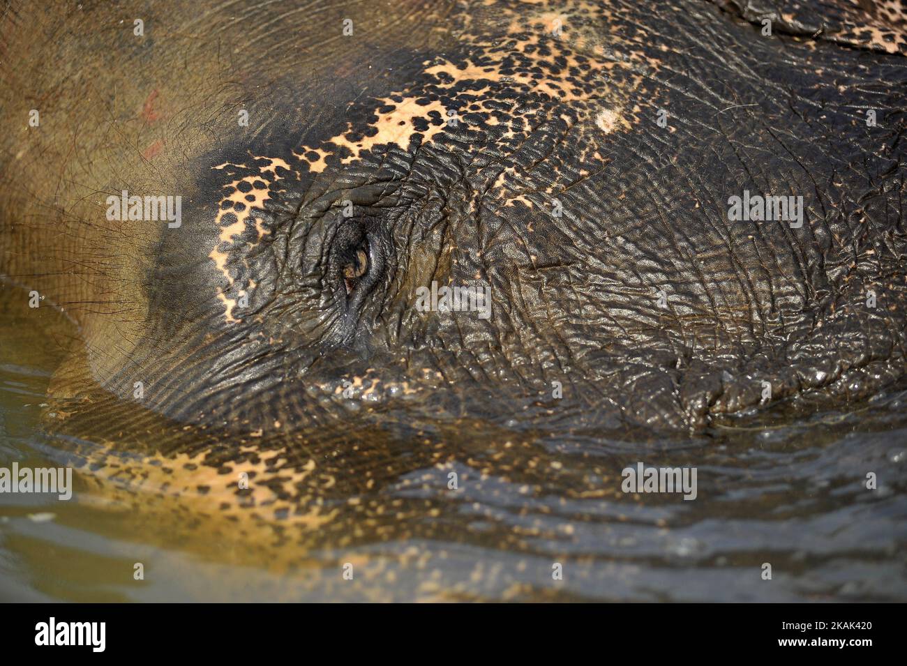 Elephant bath sauraha hi-res stock photography and images - Alamy