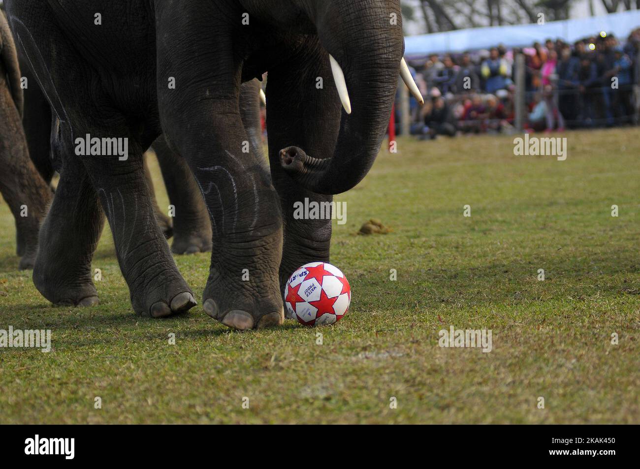 A Elephant kicks a ball during soccer or football match as a part of ...