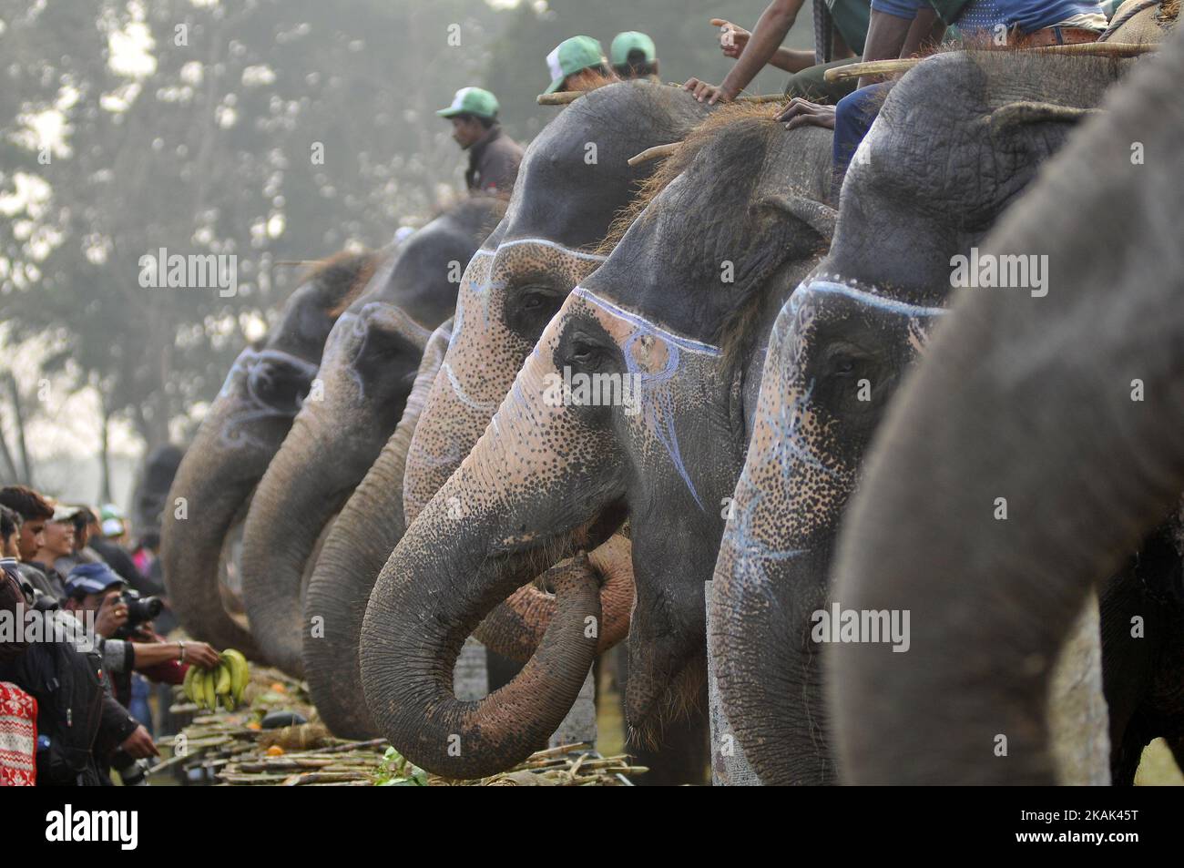 Elephants enjoying various types of fruits and Food during the feast ...