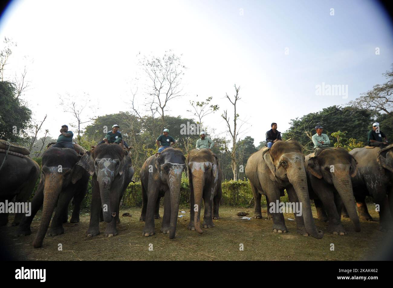 Elephants awaits to enjoy various types of fruits and Food during the ...