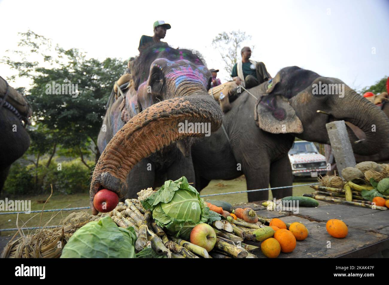 Elephants enjoying various types of fruits and Food during the feast ...