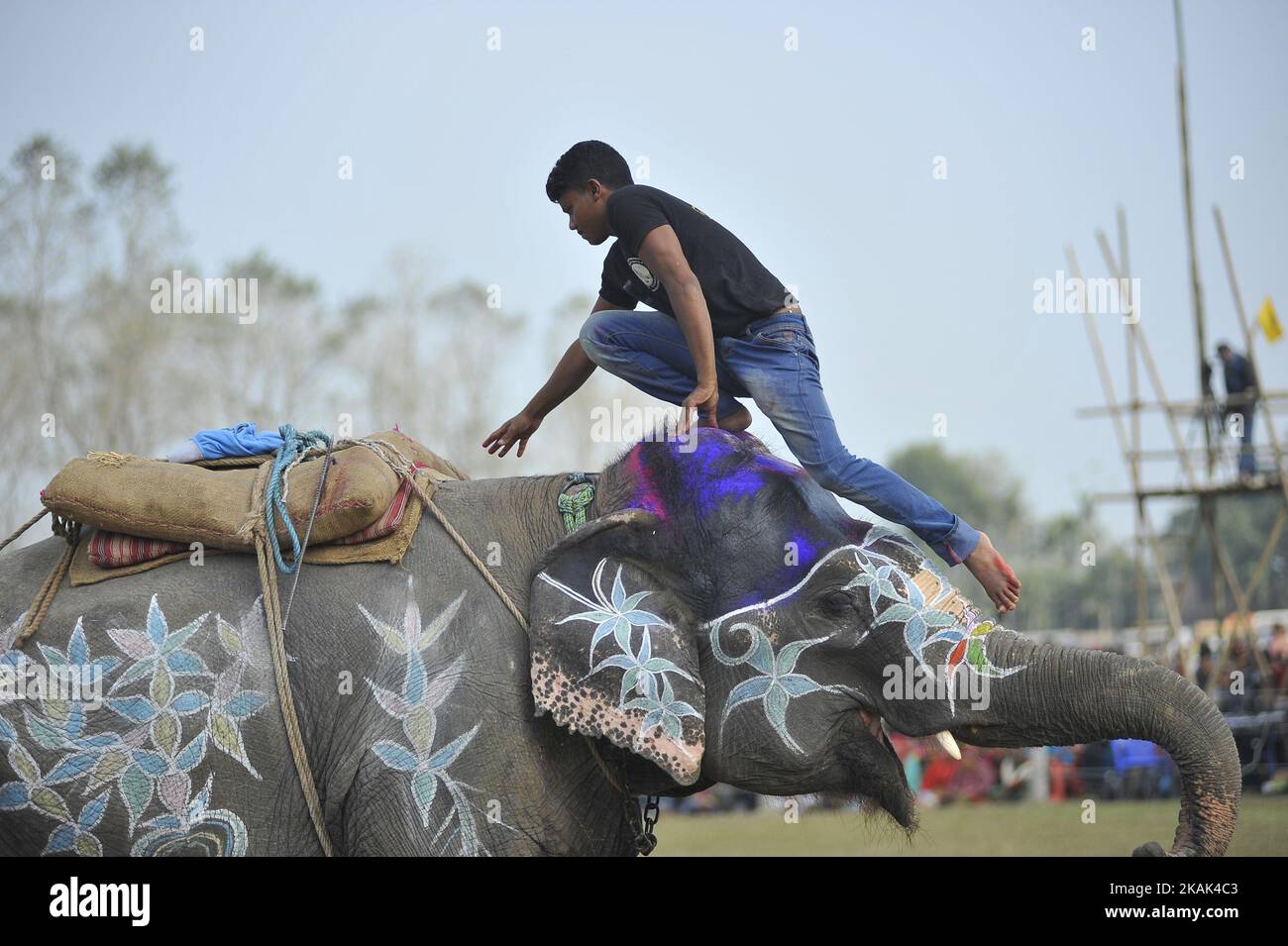 ALISA KALI showing the different postures as her mahout direct during ...