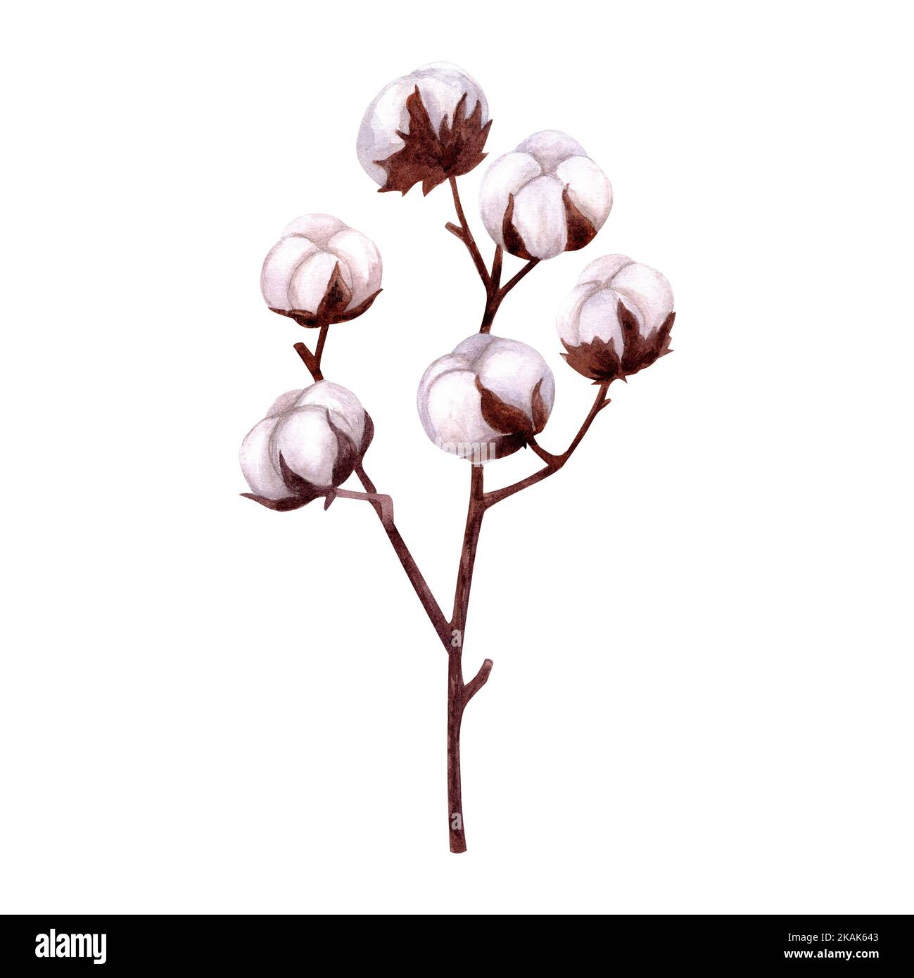 Cotton Flower Drawing