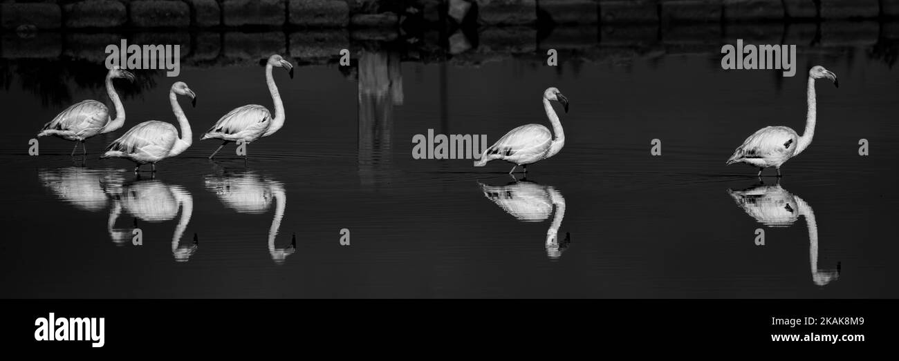 A panoramic grayscale of flamingos in a lake Stock Photo - Alamy