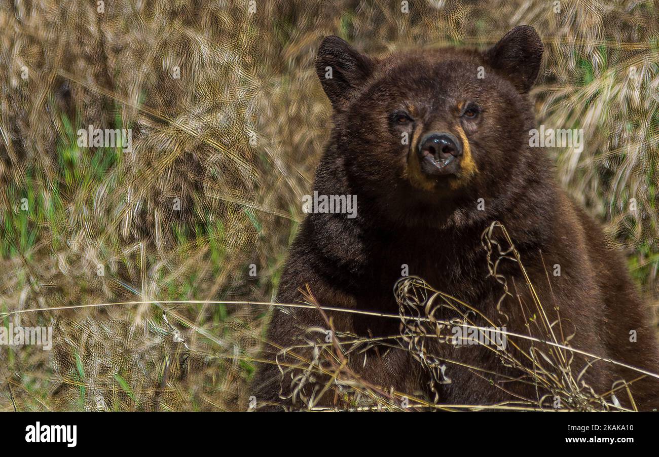 Closeup shot bear sitting in hi-res stock photography and images - Alamy