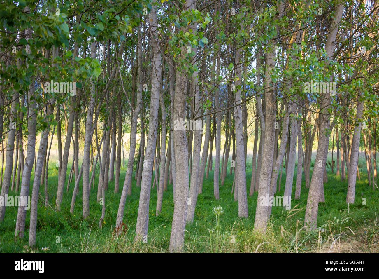 A green park with dense thin trees Stock Photo - Alamy