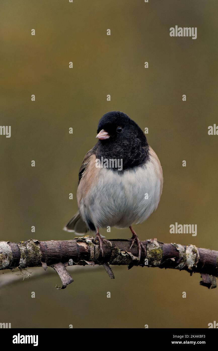 A Dark-eyed junco (Junco hyemalis) sitting on a branch on blurred ...