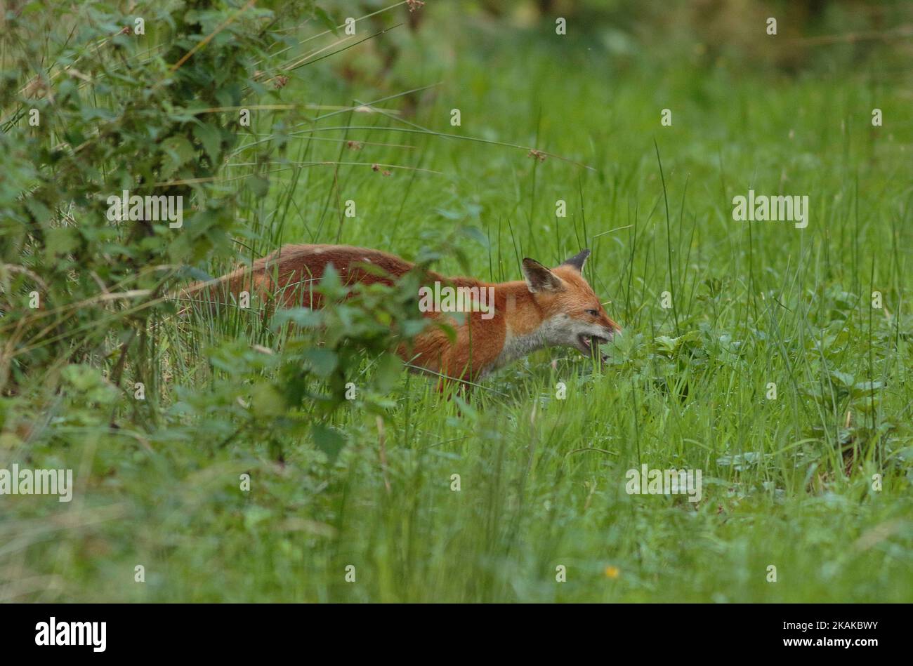 Red fox prey mouse hi-res stock photography and images - Alamy