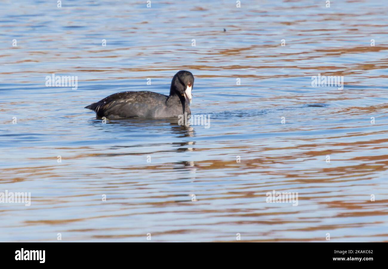 A Red Gartered Coot swimming in a lake during the Fall Migration season ...