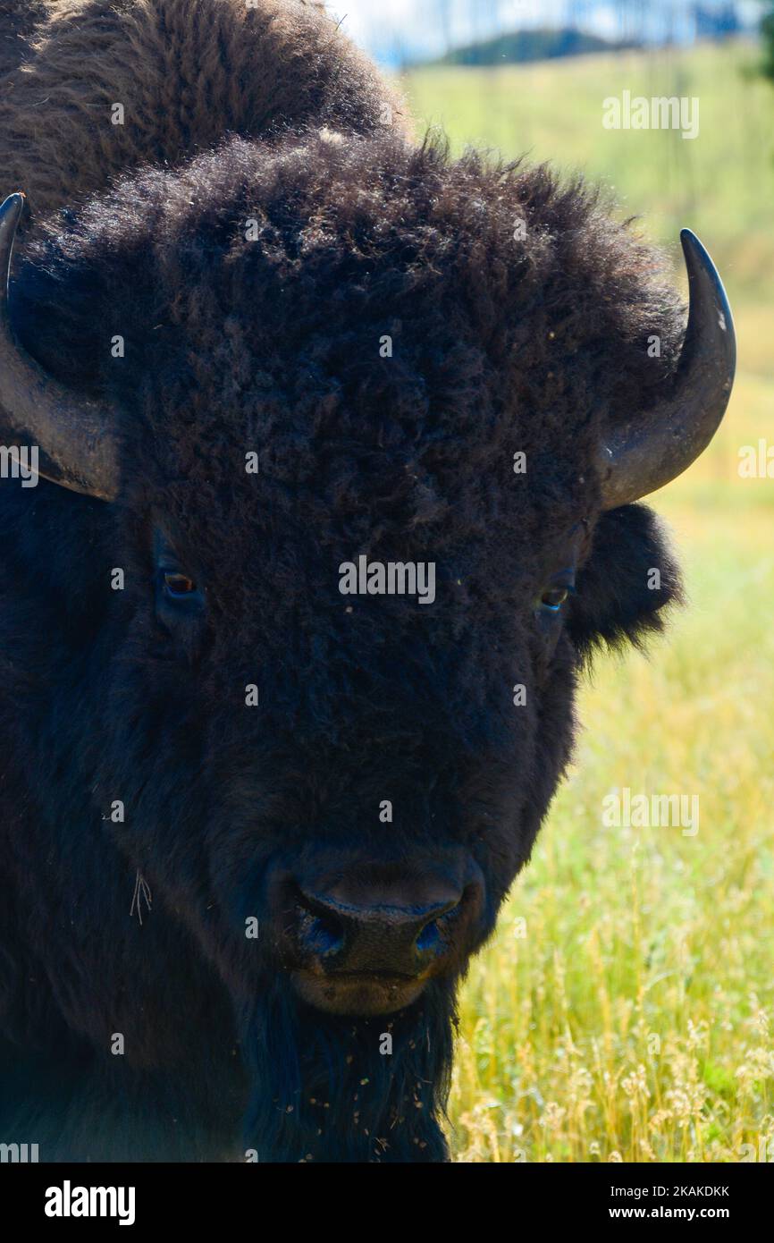 A vertical closeup of a Plains bison (Bison bison bison) in a field ...