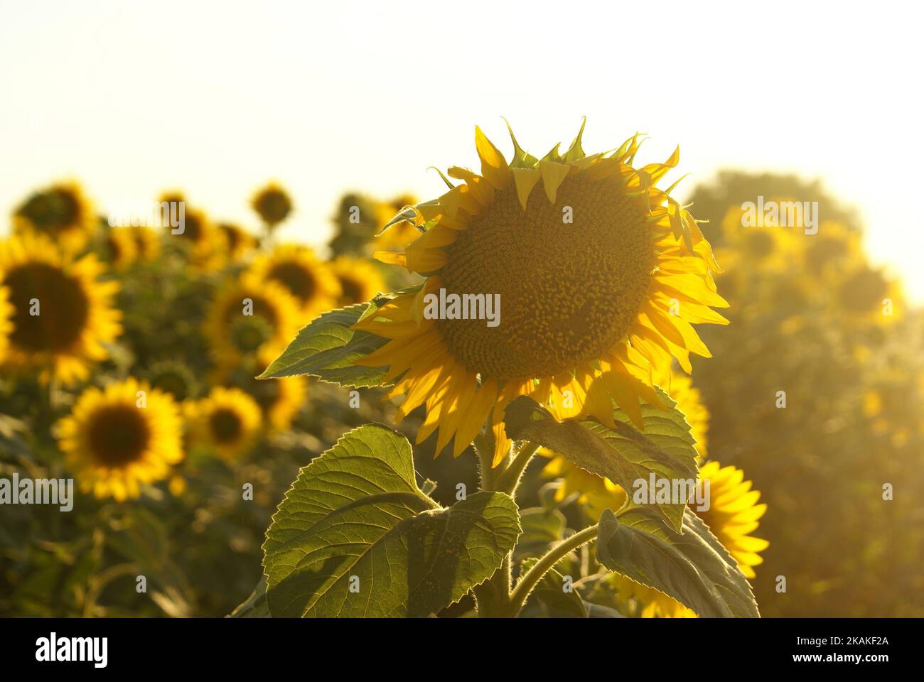 The flowering sunflowers in the agricultural field at sunset Stock Photo - Alamy