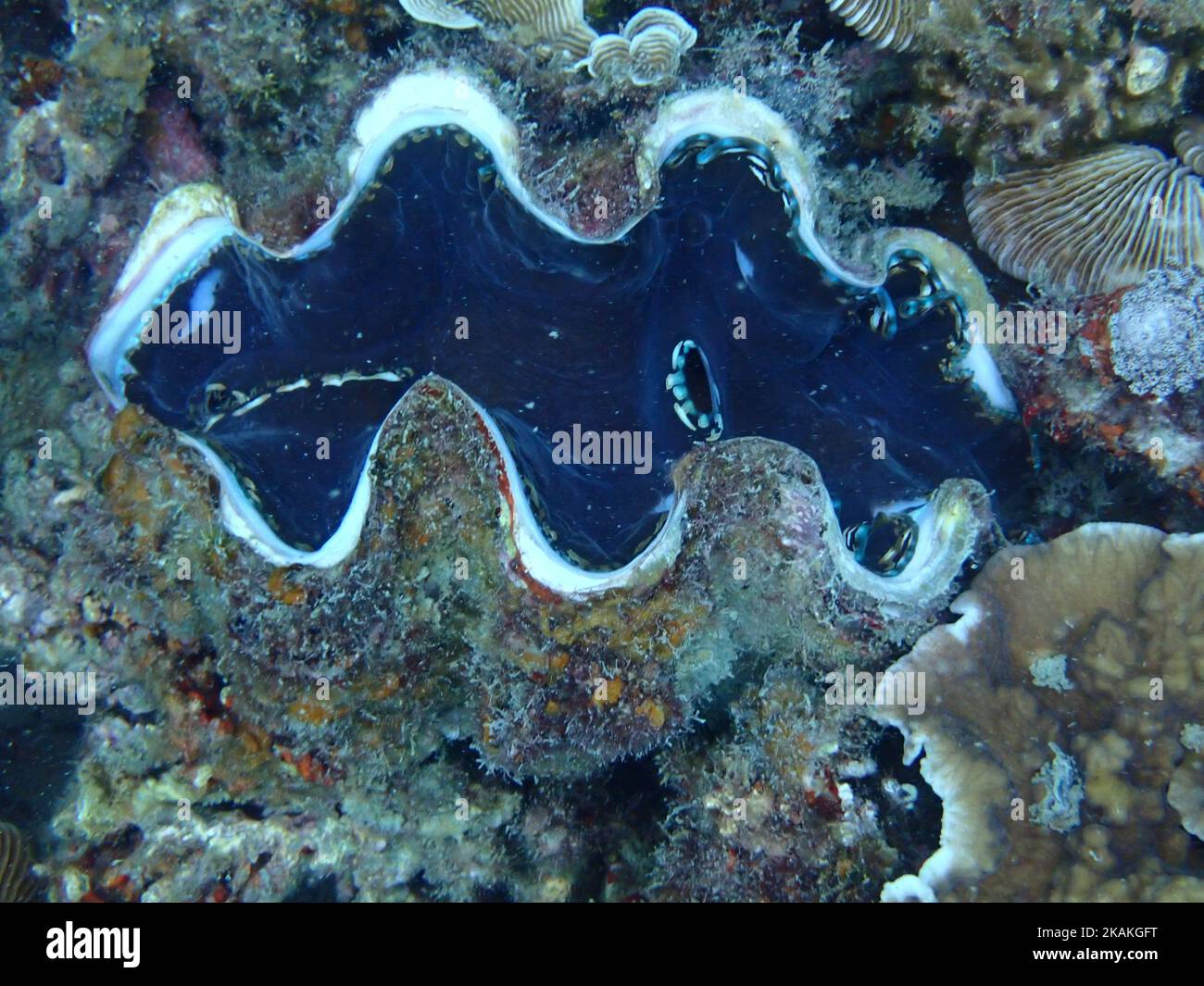 The top view of a giant clam and shells underwater Stock Photo - Alamy
