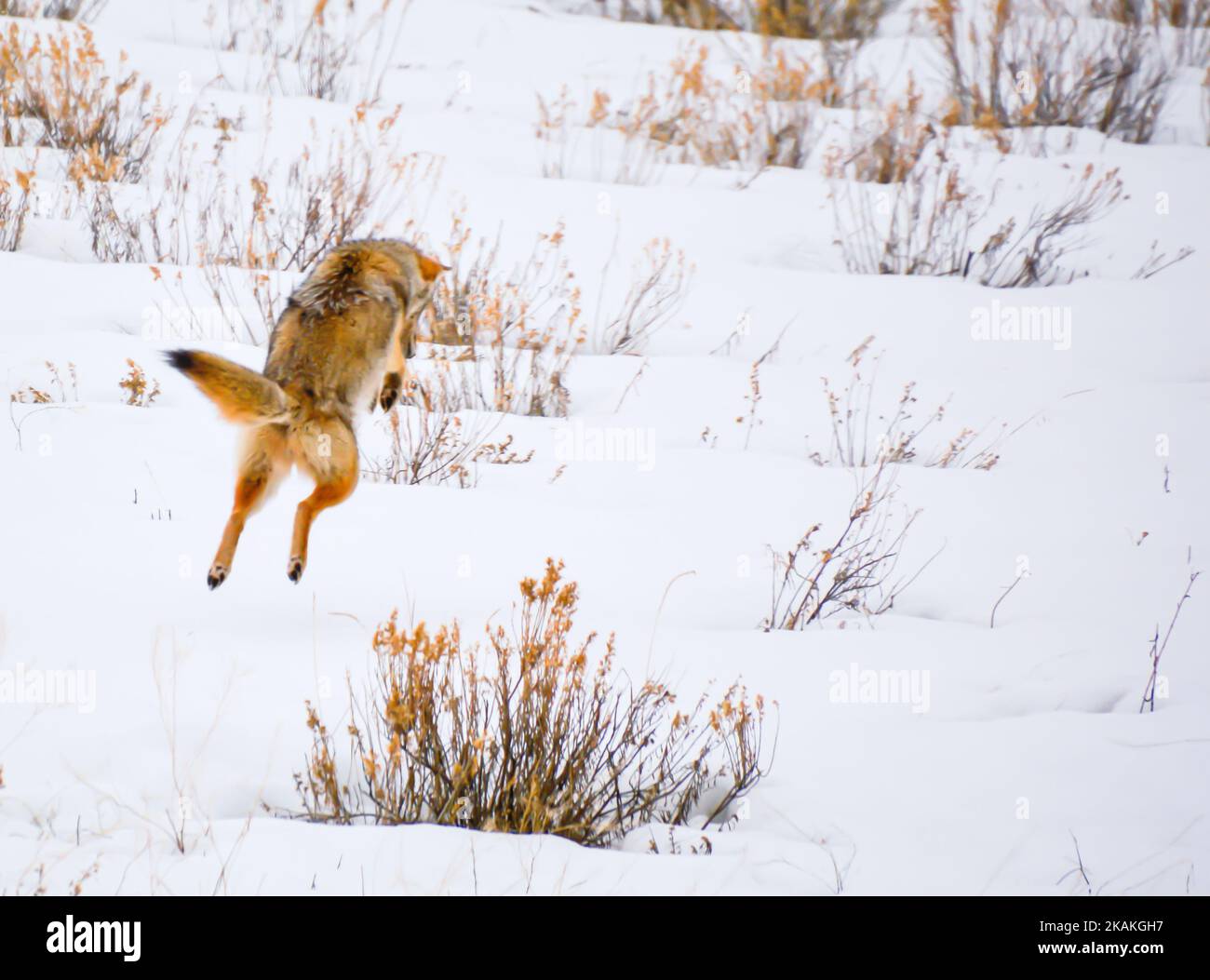 Fox jumping head in snow hi-res stock photography and images - Alamy