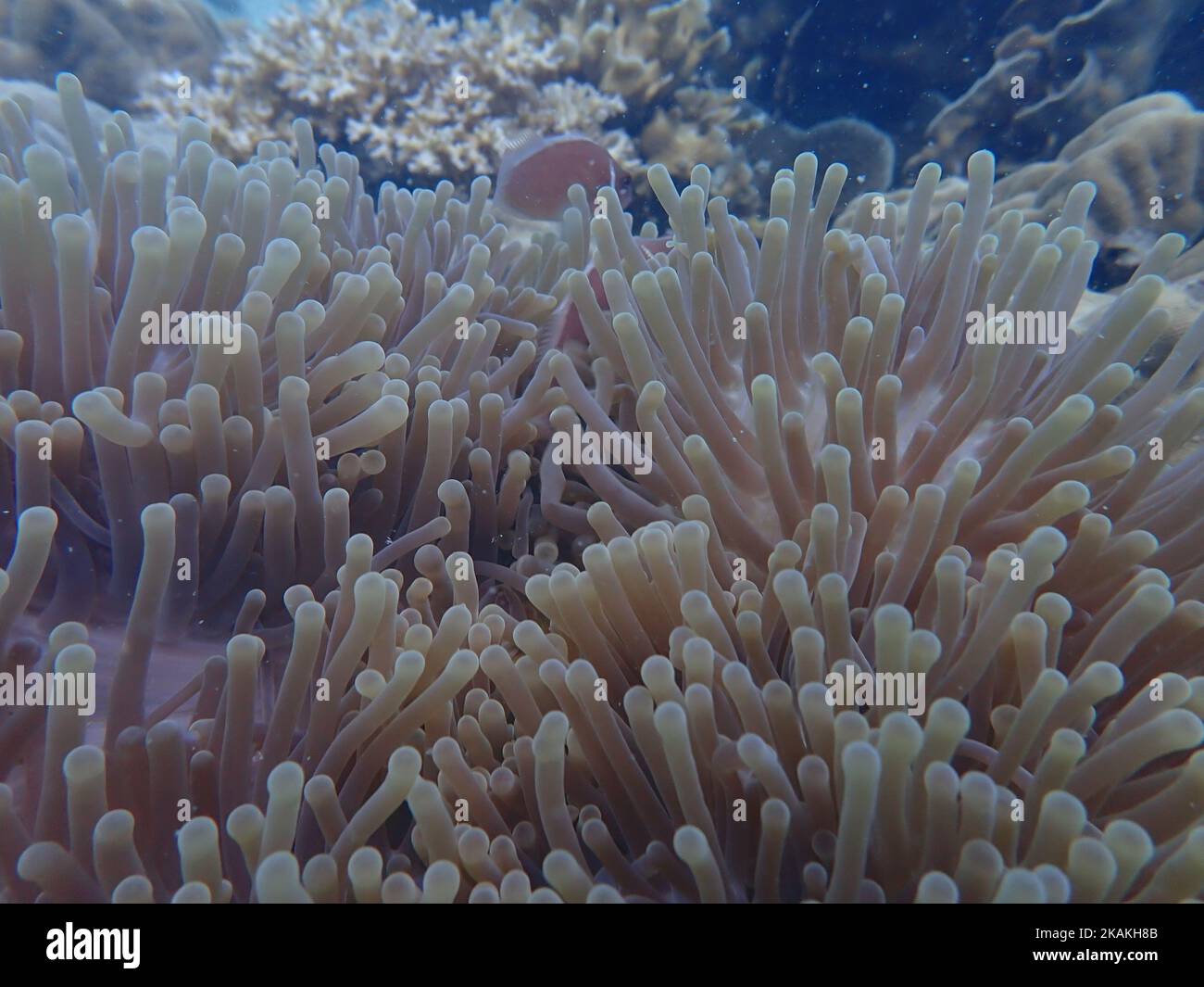 Organisms predatory nature hi-res stock photography and images - Alamy