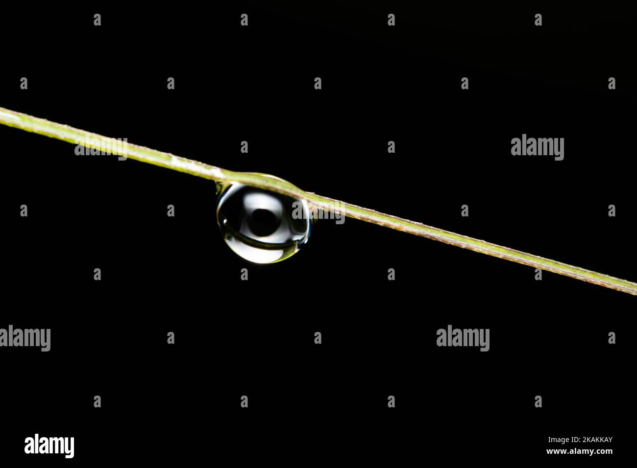 A close up of a water drop hanging from a green stem on black ...
