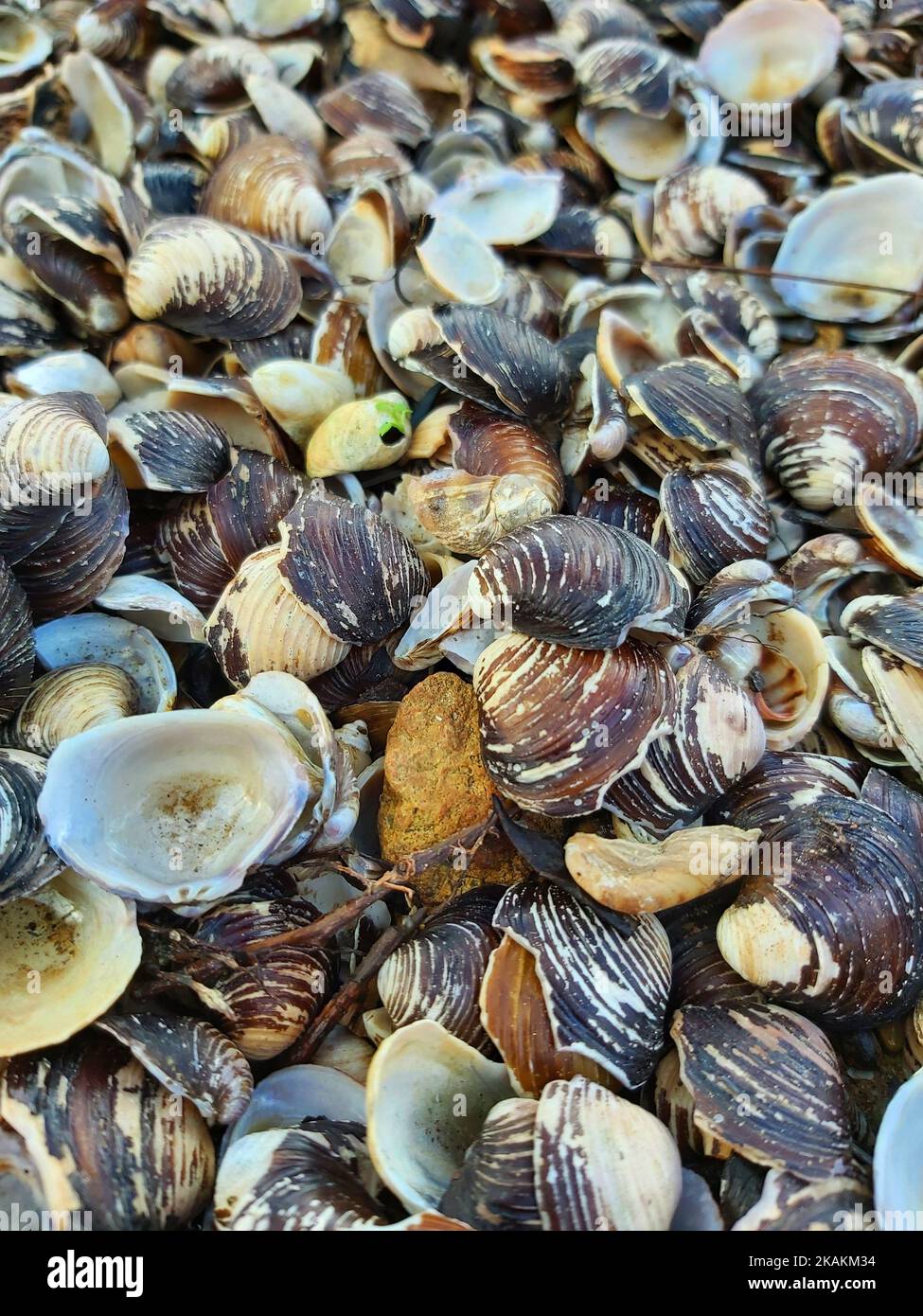 The pile of River shells from the Danube, vertical Stock Photo - Alamy