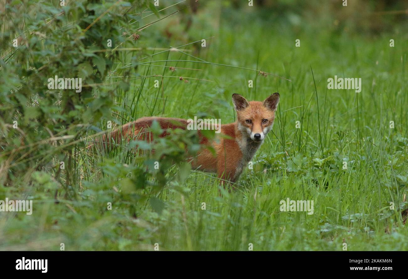 A fox and a mouse hi-res stock photography and images - Alamy