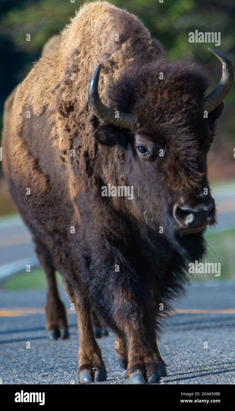 A vertical shot of a bison (bovid family) walking on a road Stock Photo ...