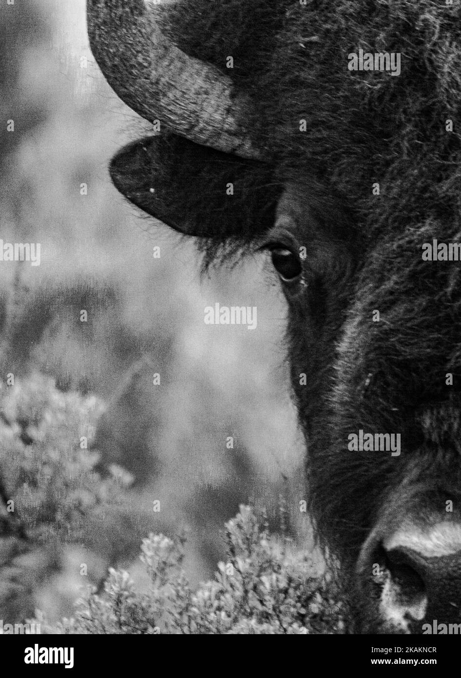 A vertical grayscale close-up shot of a bison's head (bovid family) in ...