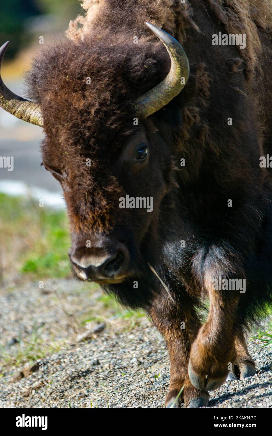 A selective vertical shot of a bison (bovid family) walking on a mud ...