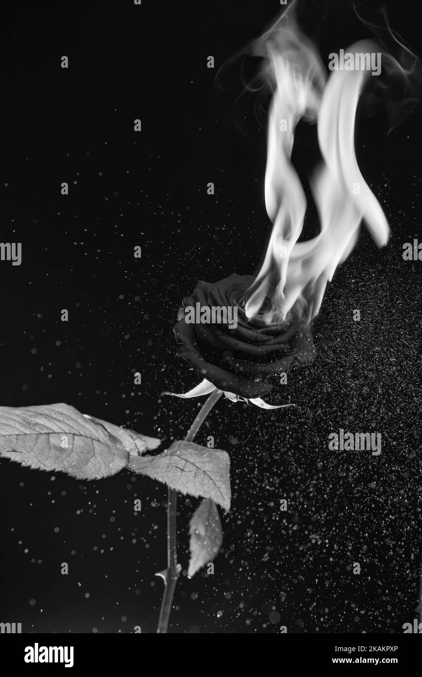 Rose is blazing. Burning rose dark background. Red flower on fire ...