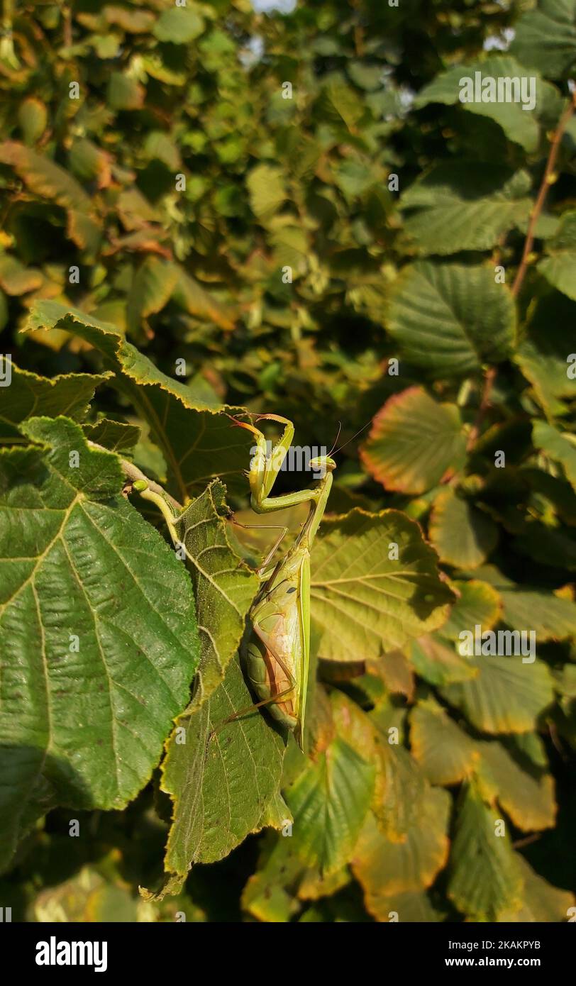 A praying mantis in a defensive position on a hazel leaf, vertical ...