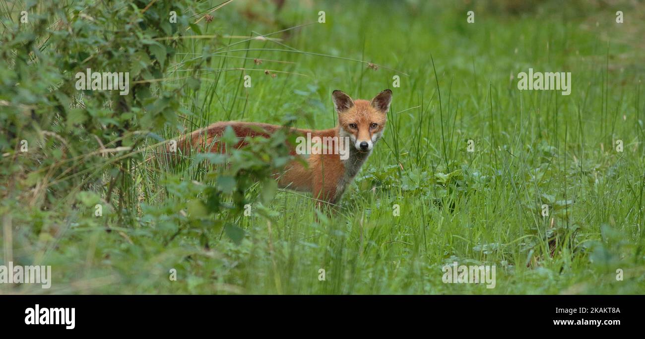 Red fox prey mouse hi-res stock photography and images - Alamy