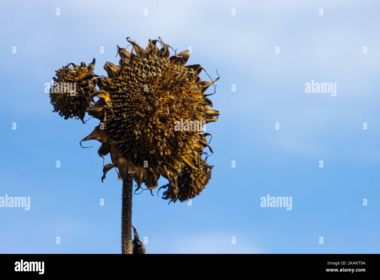 Sunlit sunflower field hi-res stock photography and images - Alamy