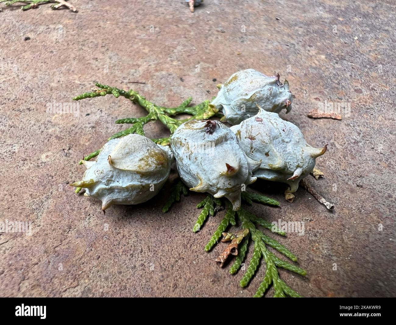 A closeup shot of Mediterranean cypress (Cupressus sempervirens) on the ...