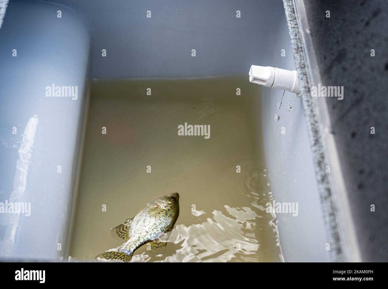 Fish in a livewell of a boat with a low level of water Stock Photo - Alamy