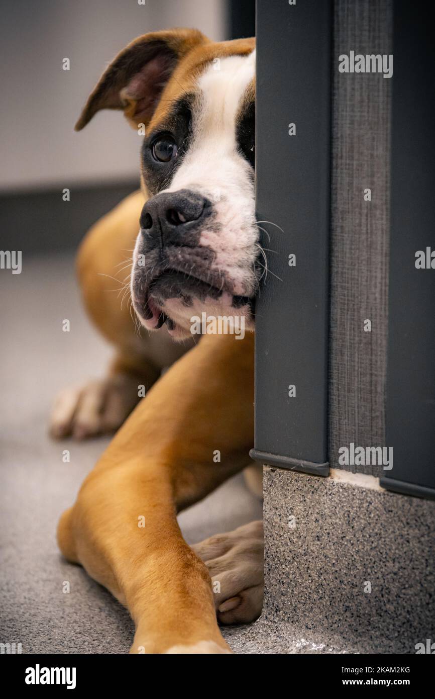 Dog behind wall hi-res stock photography and images - Alamy