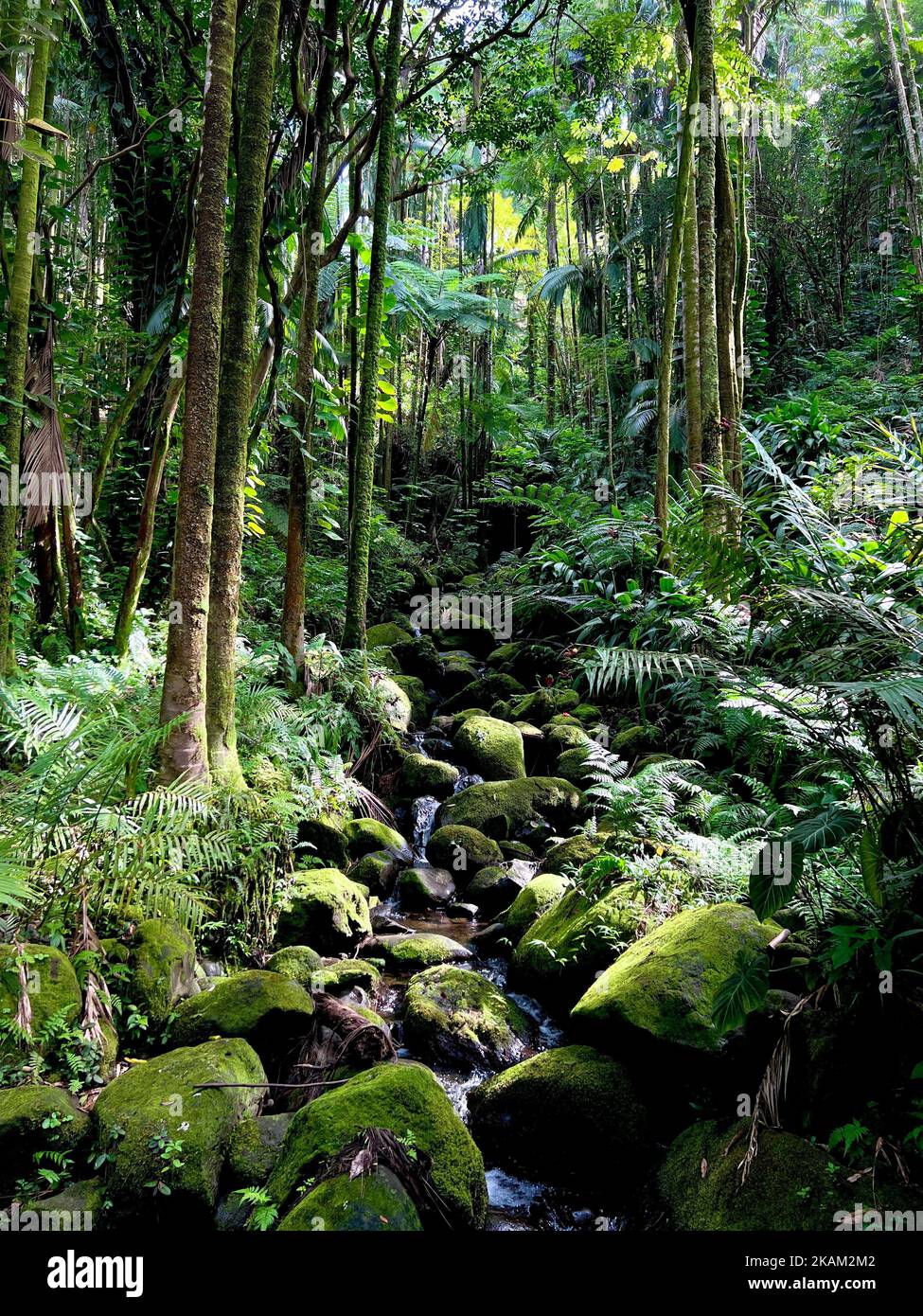 A vertical shot of a small cascade water stream in the middle of a ...